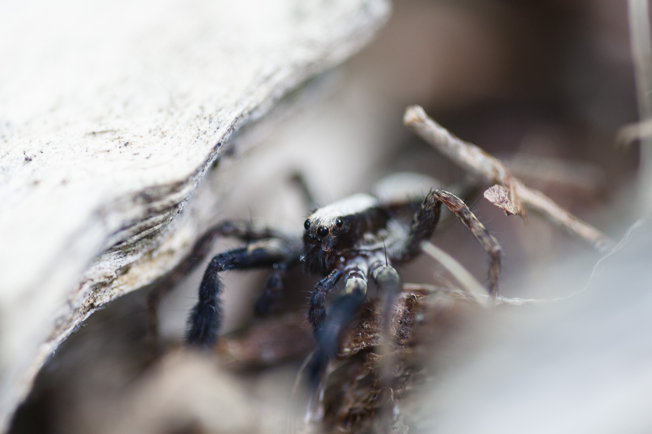 Wolf Spider - Chicago, IL : r/spiders