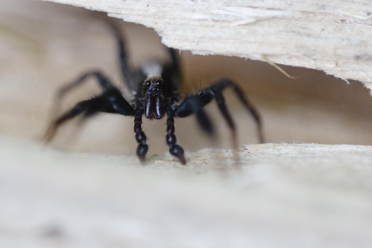 Wolf Spider - Chicago, IL : r/spiders